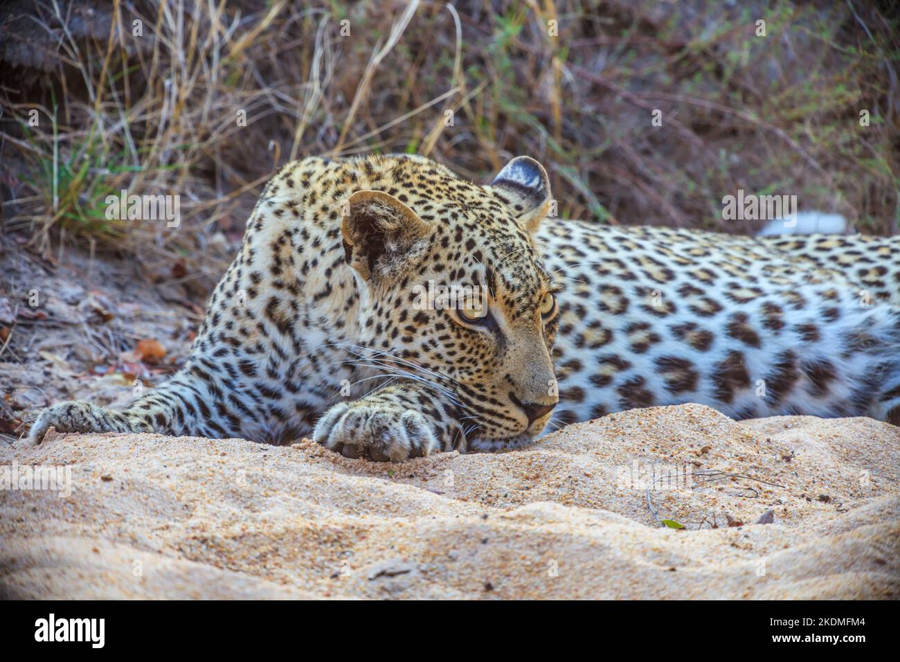 Picture of an resting Leopard in the South African steppe Stock Photo - Alamy
