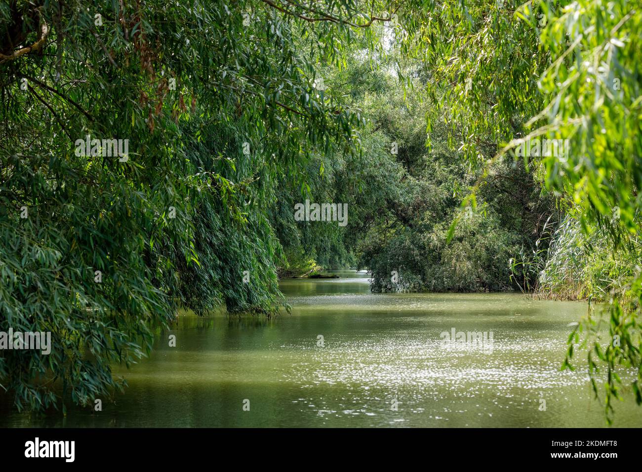 Swamp swamps nature reserve hi-res stock photography and images - Alamy