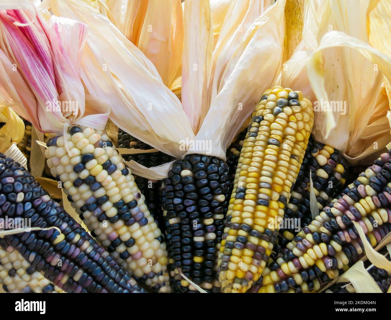 Flint corn hi-res stock photography and images - Alamy