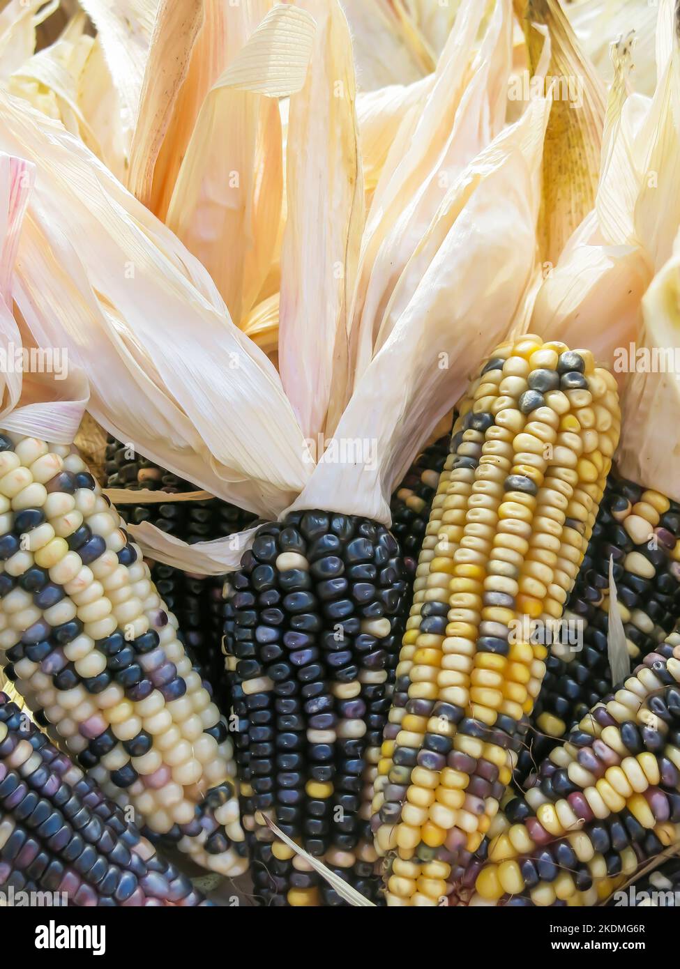 Close Up - Indian Corn Stock Photo - Alamy