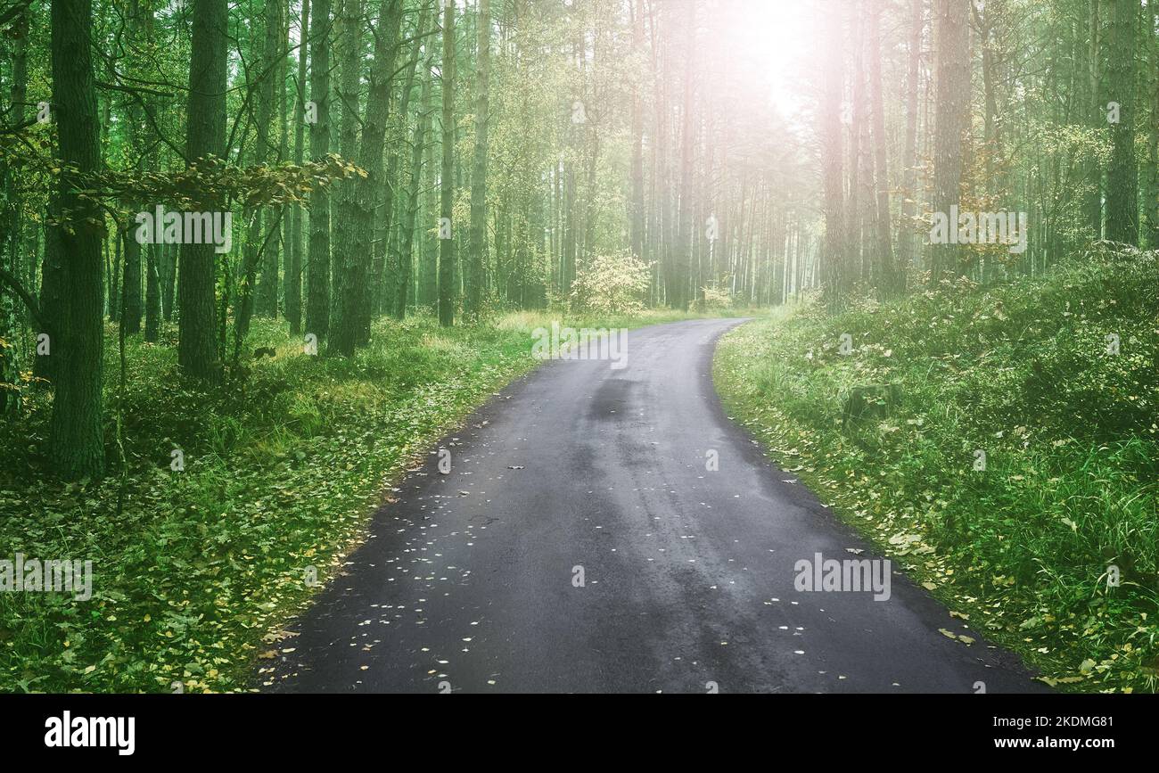 Asphalt road in a forest, color toning applied Stock Photo - Alamy