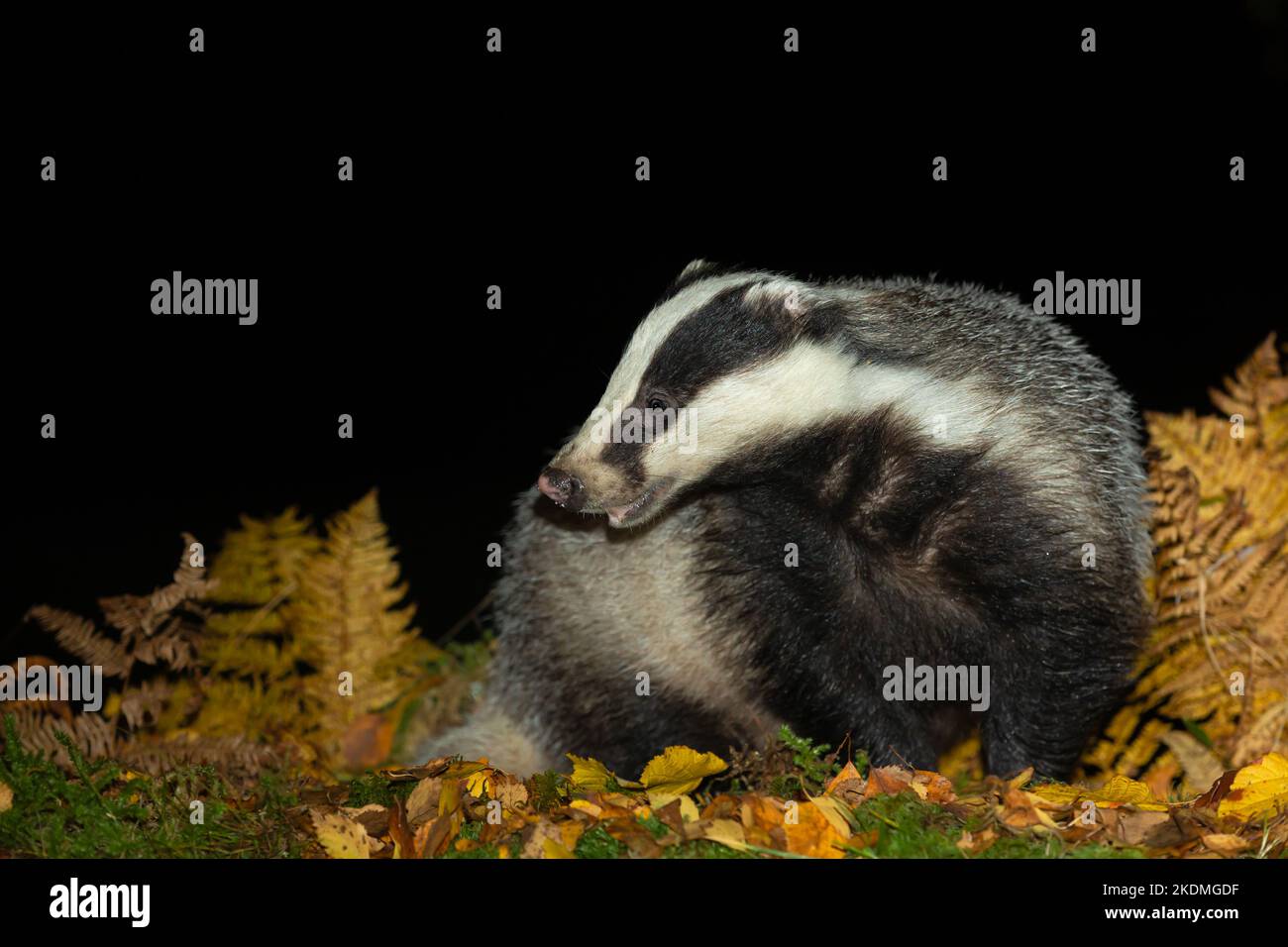 Badger, Scientific name: Meles Meles. Wild, native badger, alarmed and ...