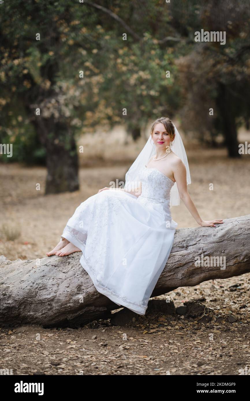 Silver oak tree hi-res stock photography and images - Alamy