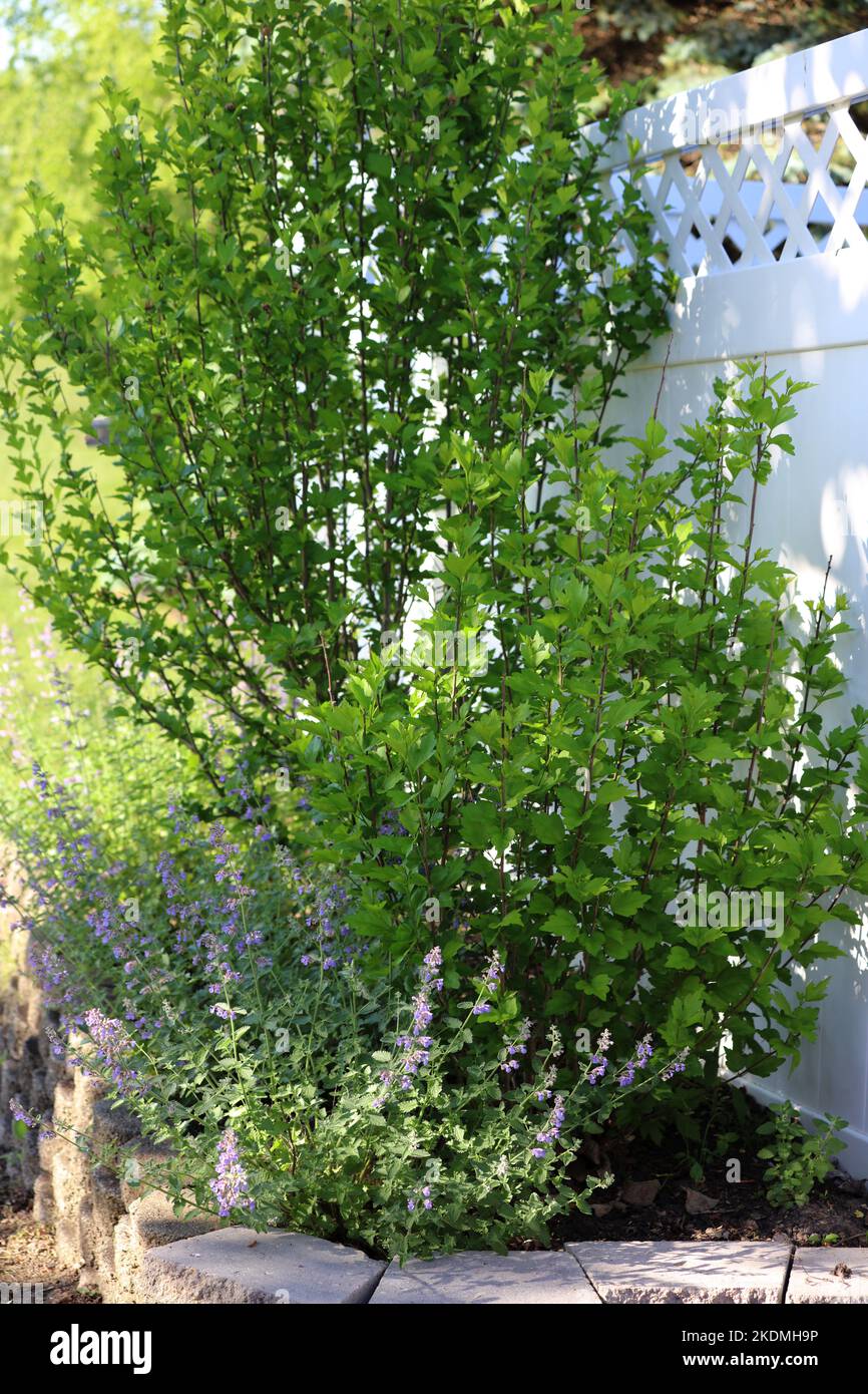 Catmint and Rose of Sharon bushes growing in a garden in front of a ...