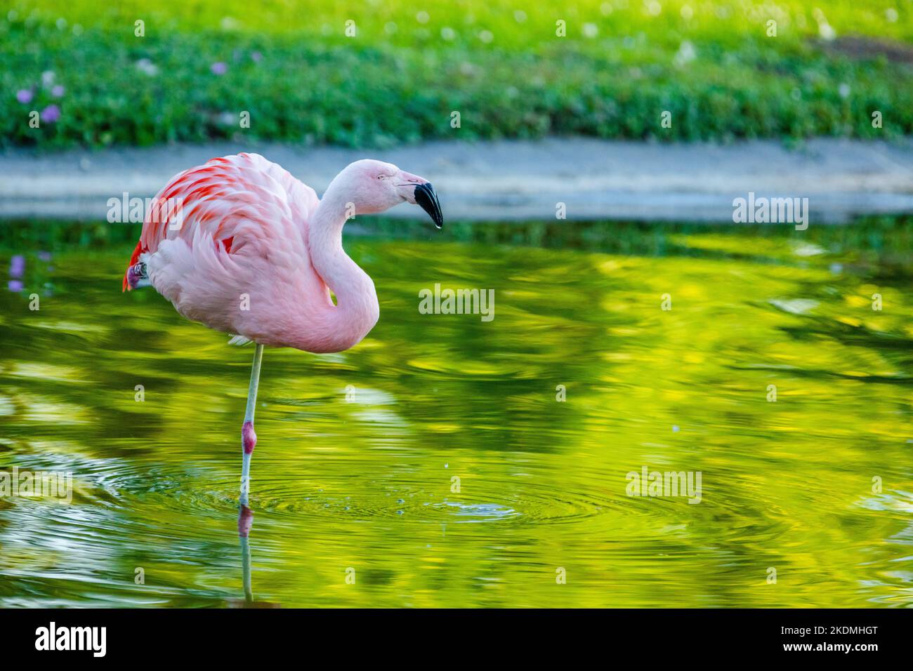 cute pink flamingo in water at park Stock Photo - Alamy