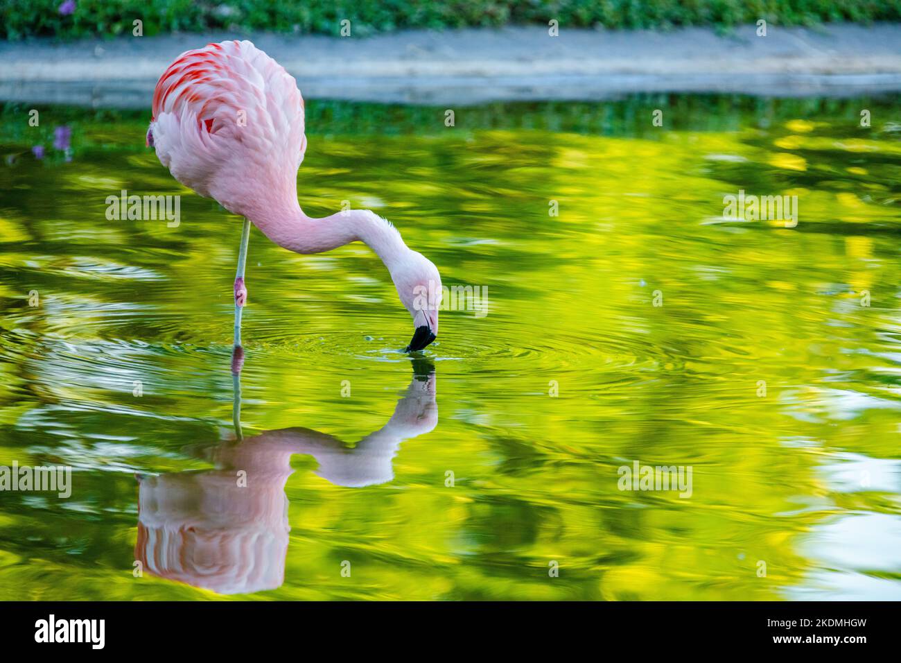 cute pink flamingo in water at park Stock Photo - Alamy
