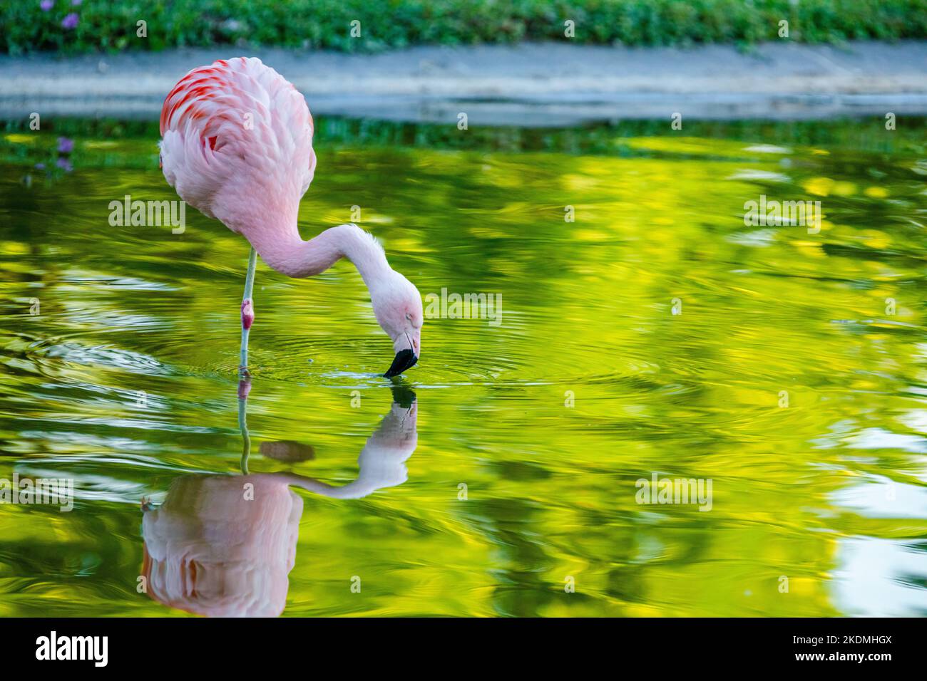 cute pink flamingo in water at park Stock Photo - Alamy