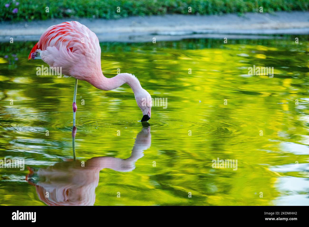 cute pink flamingo in water at park Stock Photo - Alamy