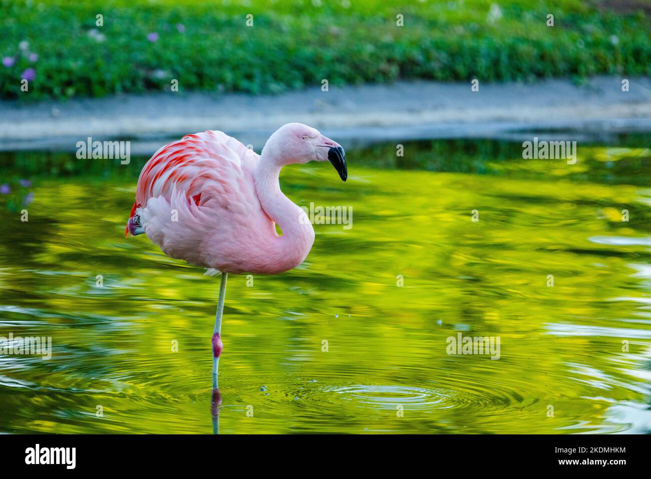 cute pink flamingo in water at park Stock Photo - Alamy