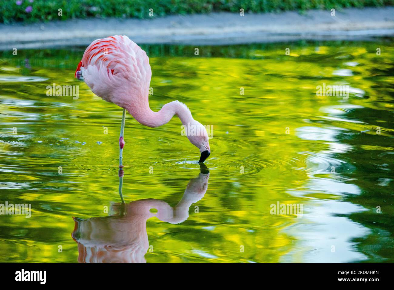 cute pink flamingo in water at park Stock Photo - Alamy