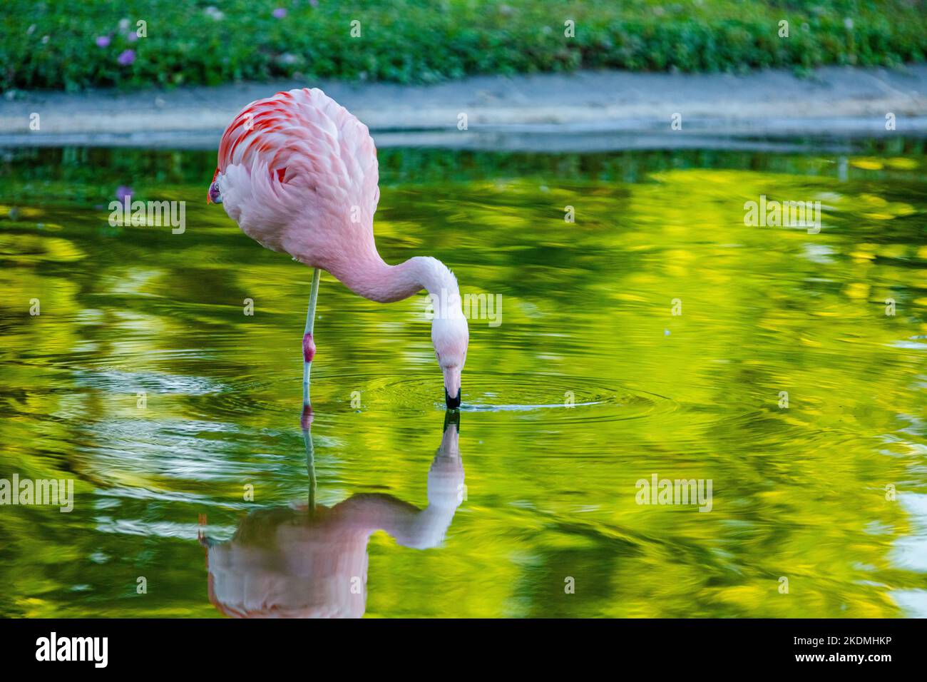 cute pink flamingo in water at park Stock Photo - Alamy
