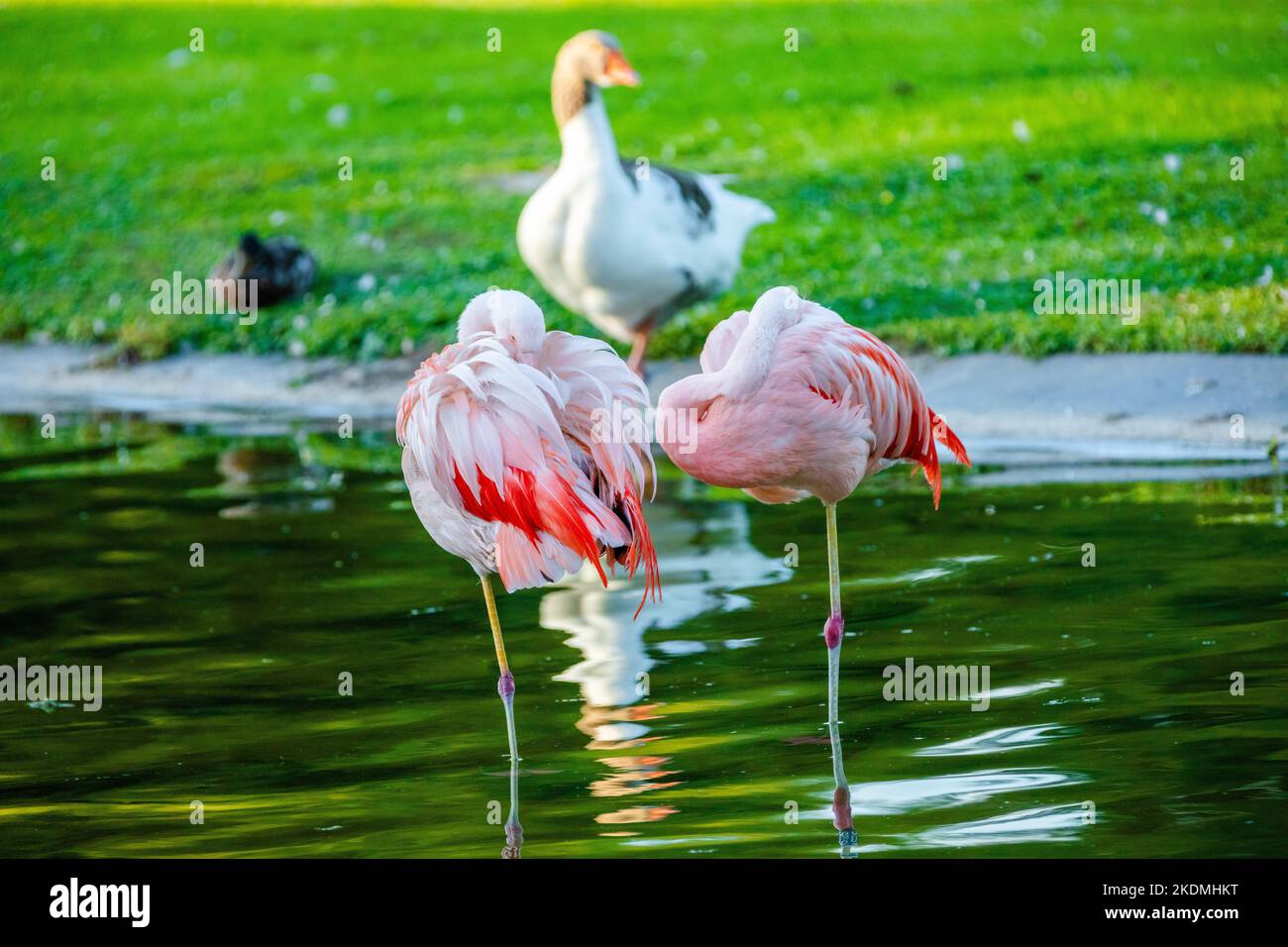 cute pink flamingo in water at park Stock Photo - Alamy