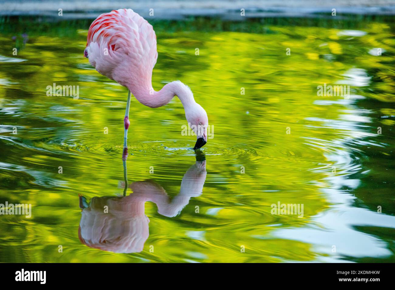 cute pink flamingo in water at park Stock Photo - Alamy