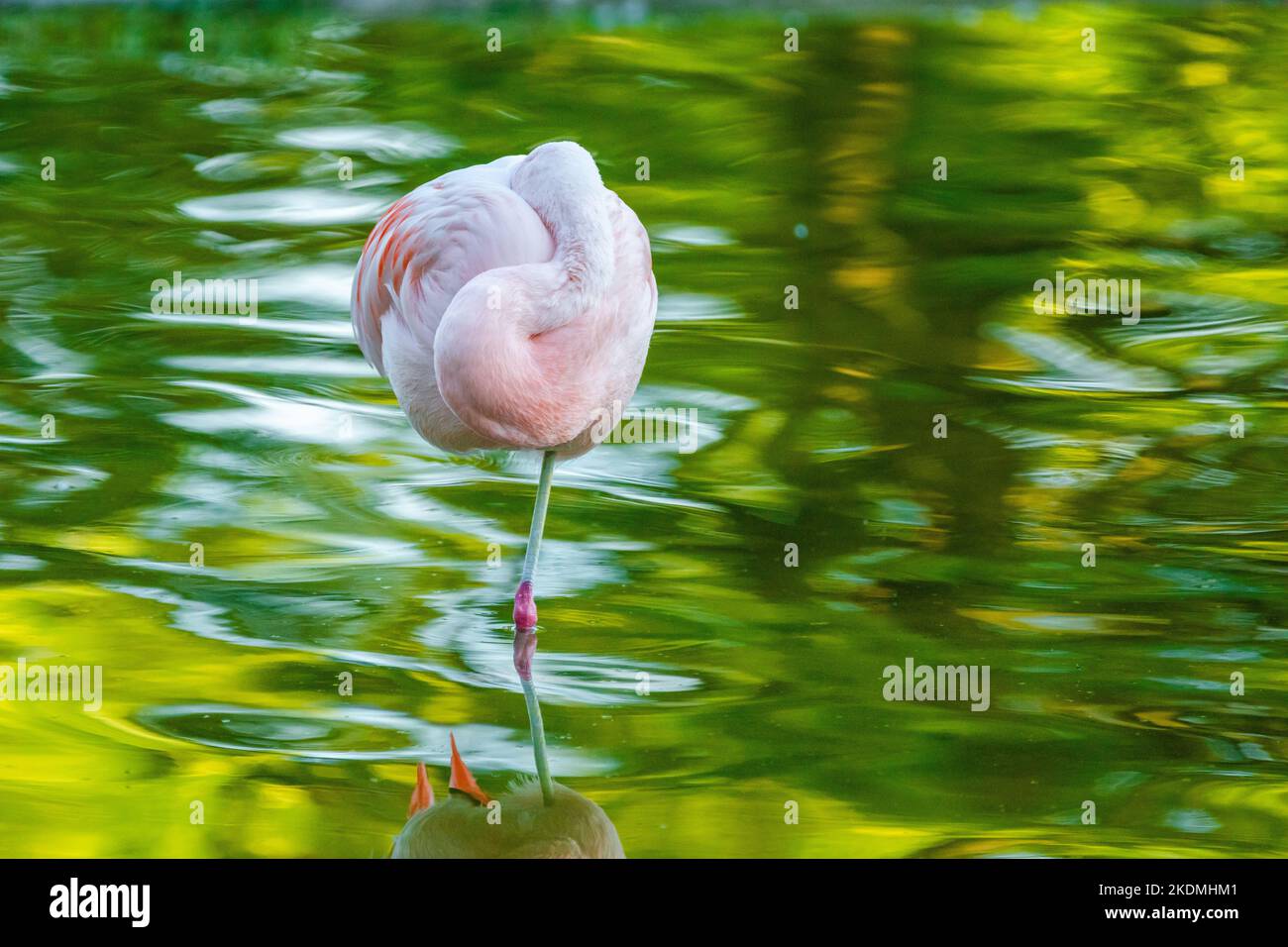 cute pink flamingo in water at park Stock Photo - Alamy