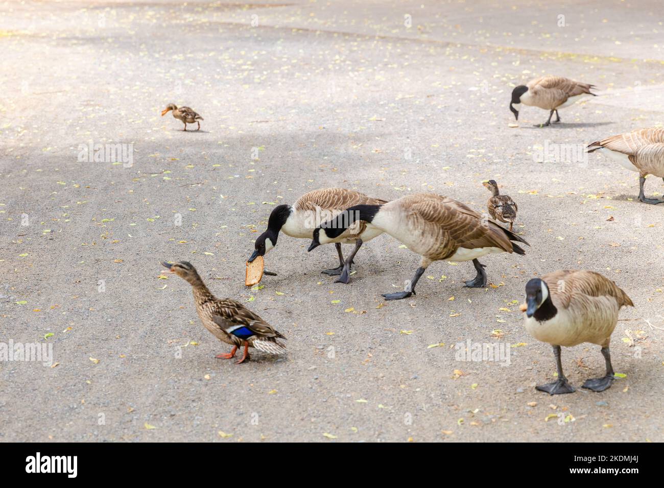wild goose looking to find and eat food at park Stock Photo - Alamy