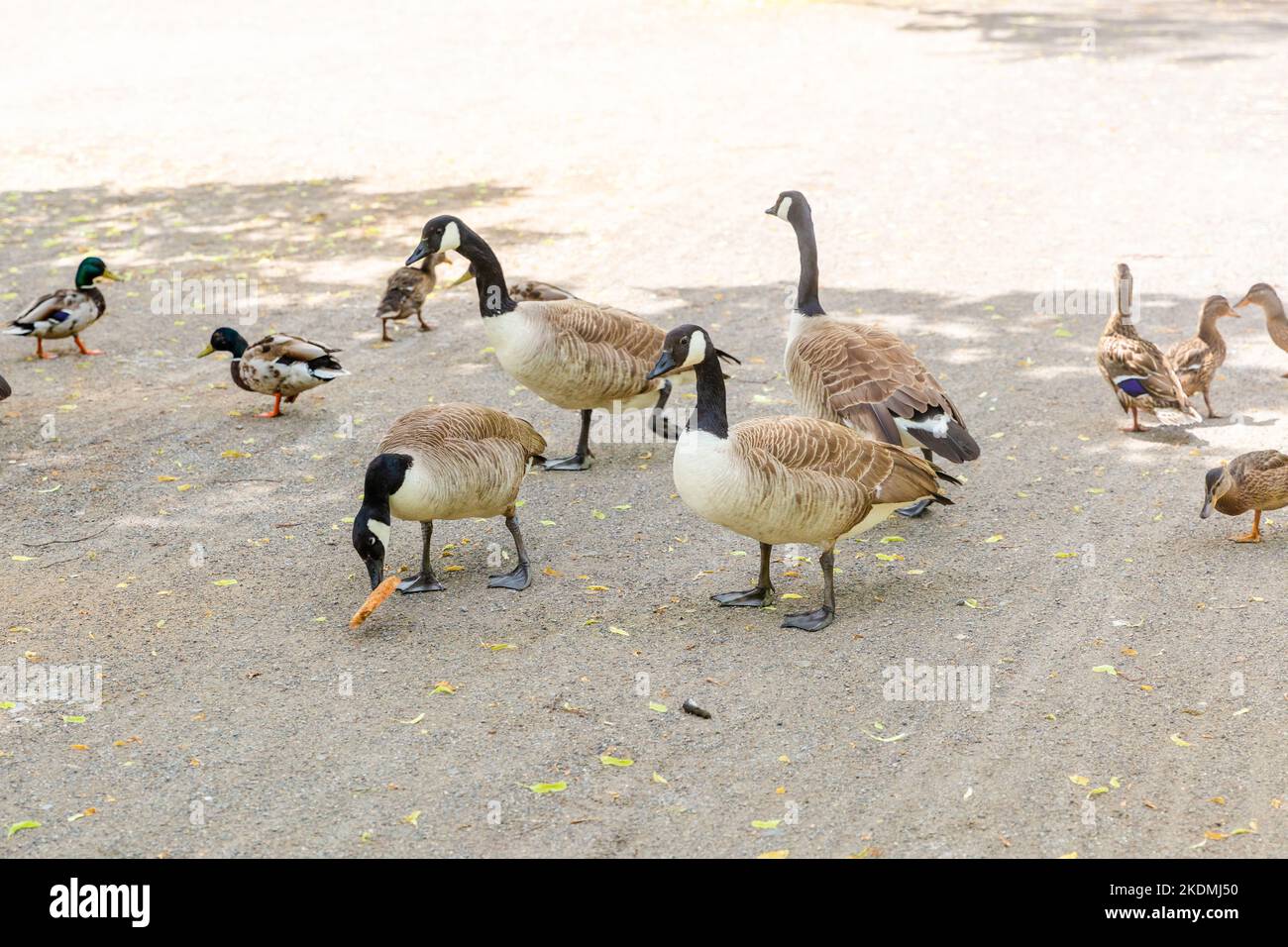 wild goose looking to find and eat food at park Stock Photo - Alamy