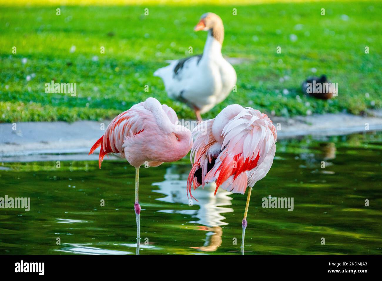 cute pink flamingo in water at park Stock Photo - Alamy