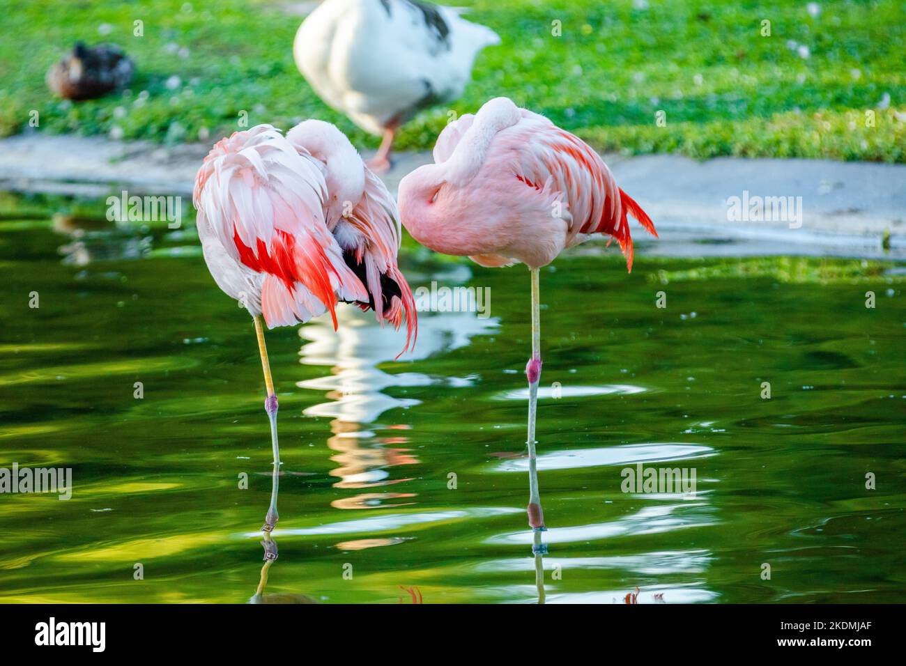 cute pink flamingo in water at park Stock Photo - Alamy