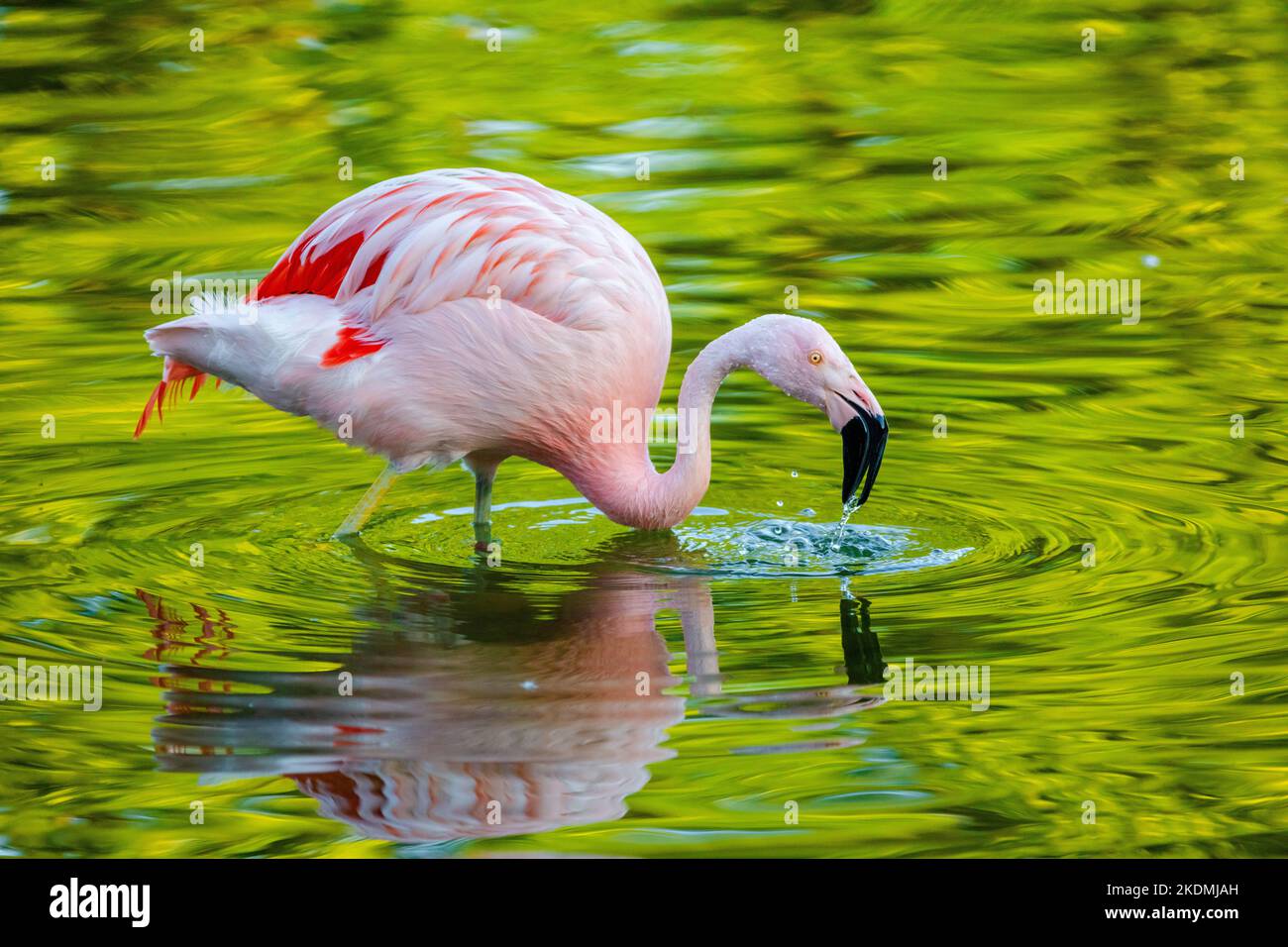 cute pink flamingo in water at park Stock Photo - Alamy