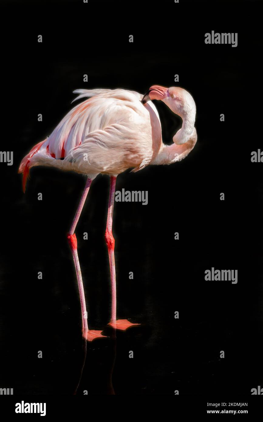 cute pink flamingo isolated on black background Stock Photo - Alamy