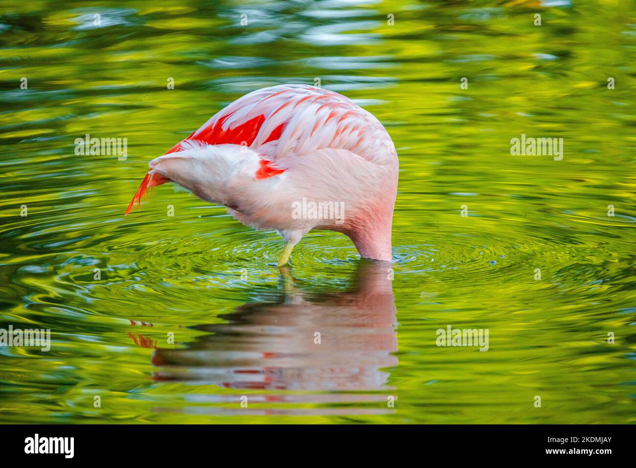 cute pink flamingo in water at park Stock Photo - Alamy