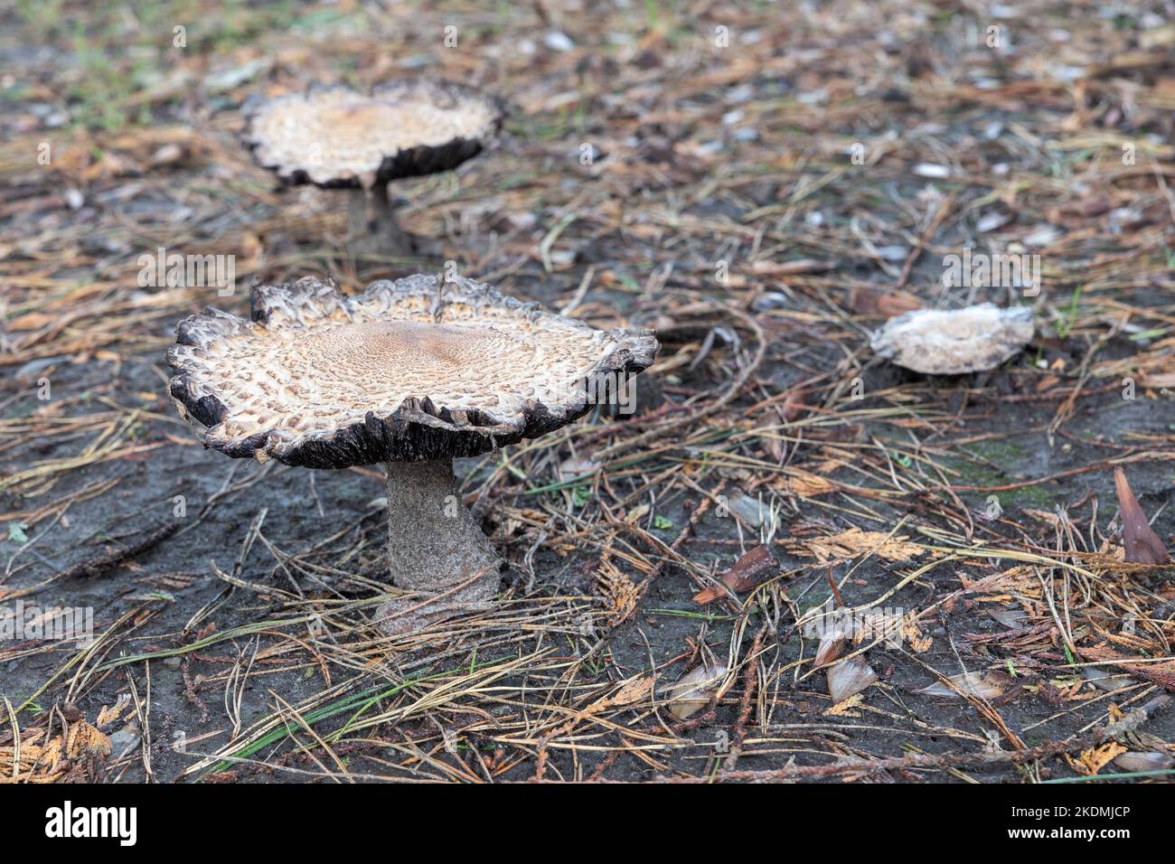 The prince mushroom hi-res stock photography and images - Alamy