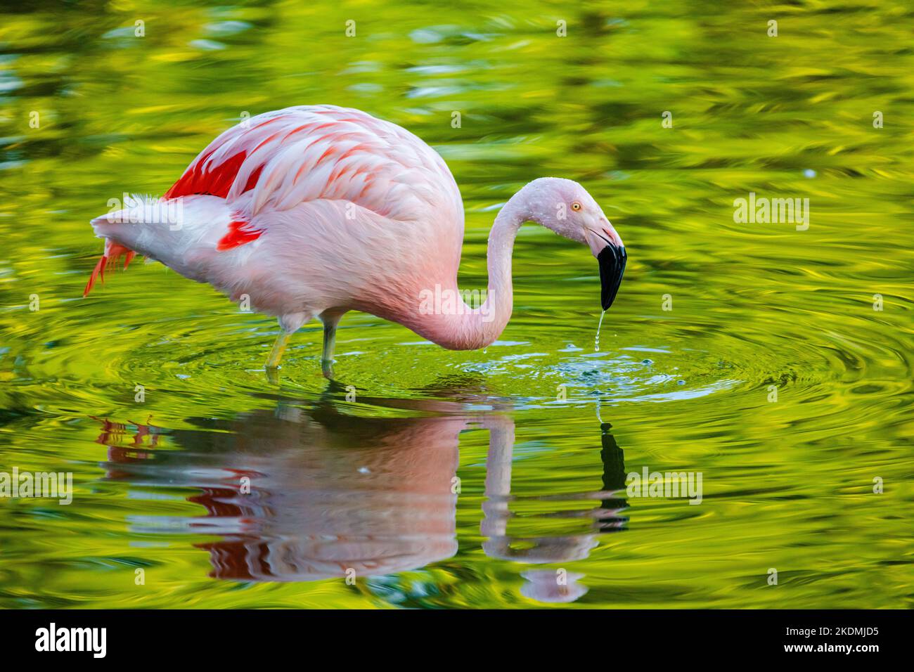 cute pink flamingo in water at park Stock Photo - Alamy