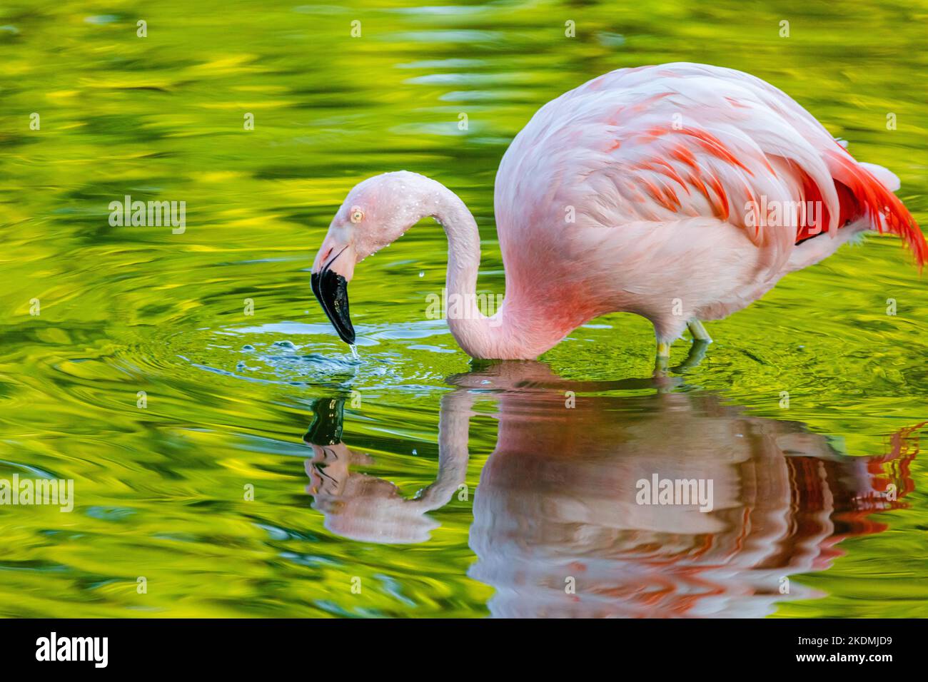 cute pink flamingo in water at park Stock Photo - Alamy