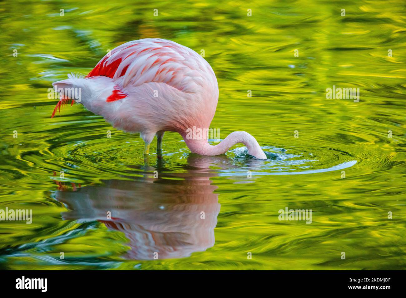 cute pink flamingo in water at park Stock Photo - Alamy