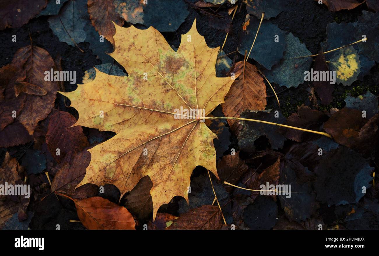 Colors of fall Stock Photo - Alamy