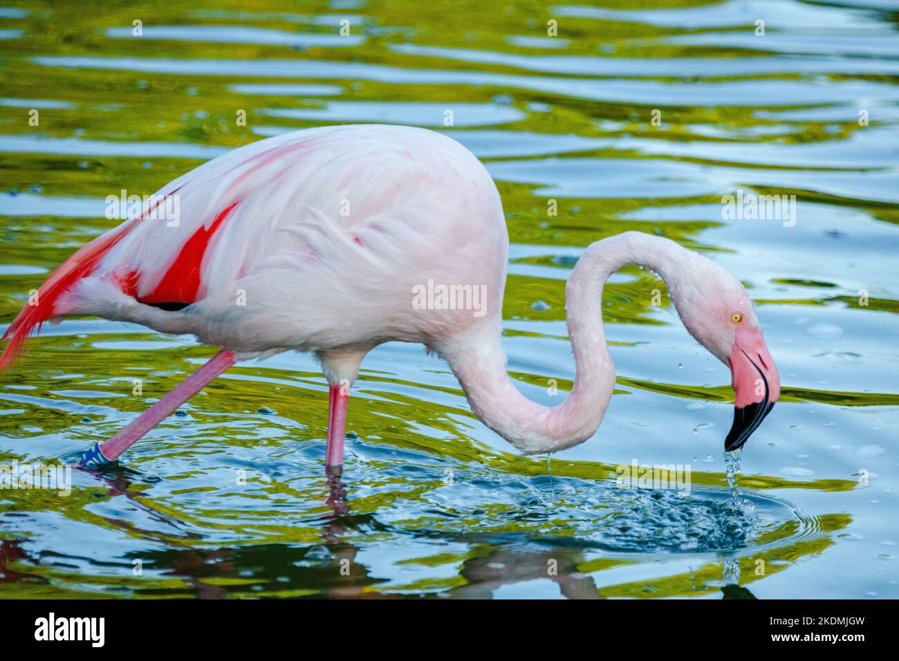 cute pink flamingo in water at park Stock Photo - Alamy