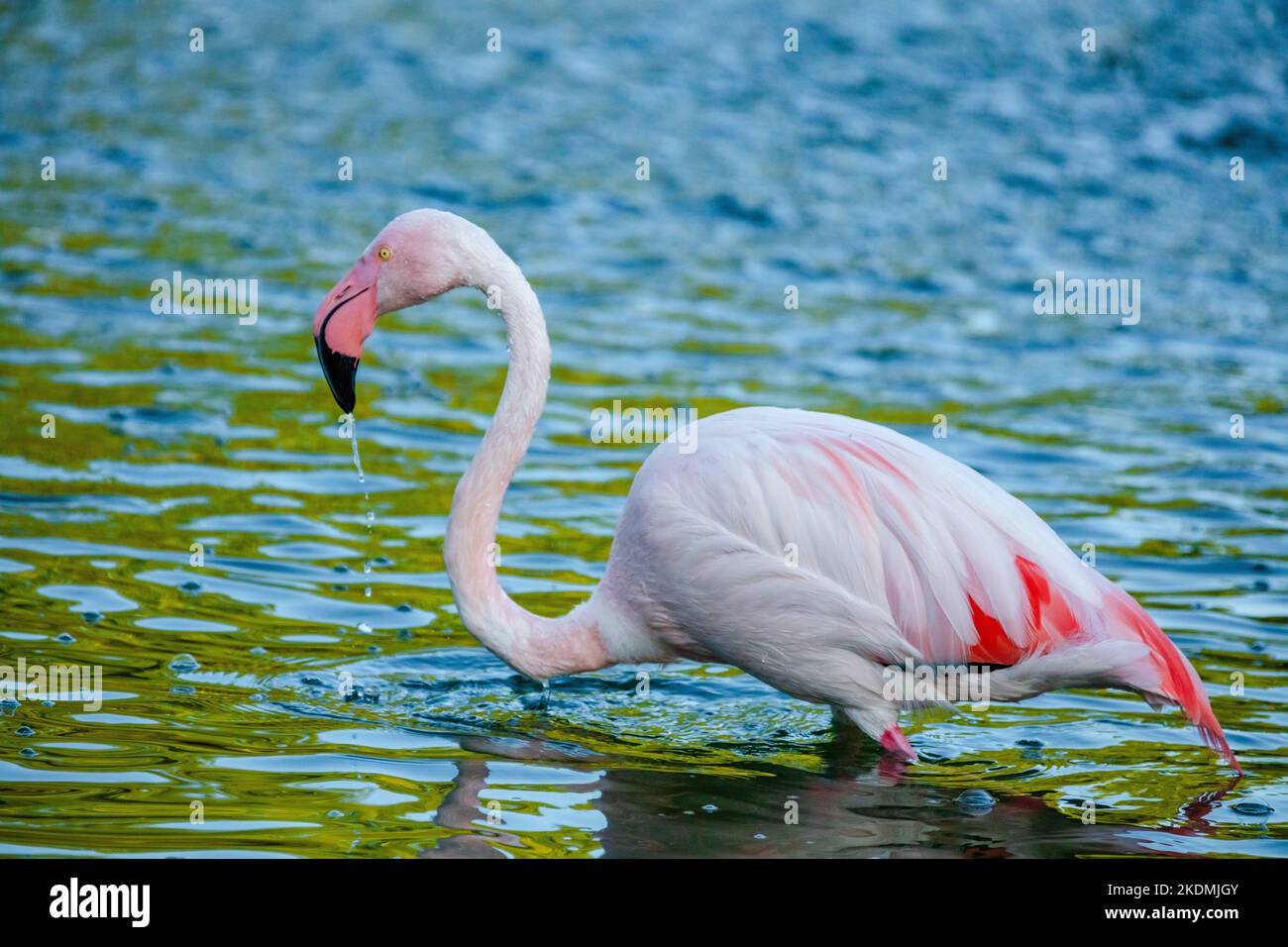 cute pink flamingo in water at park Stock Photo - Alamy