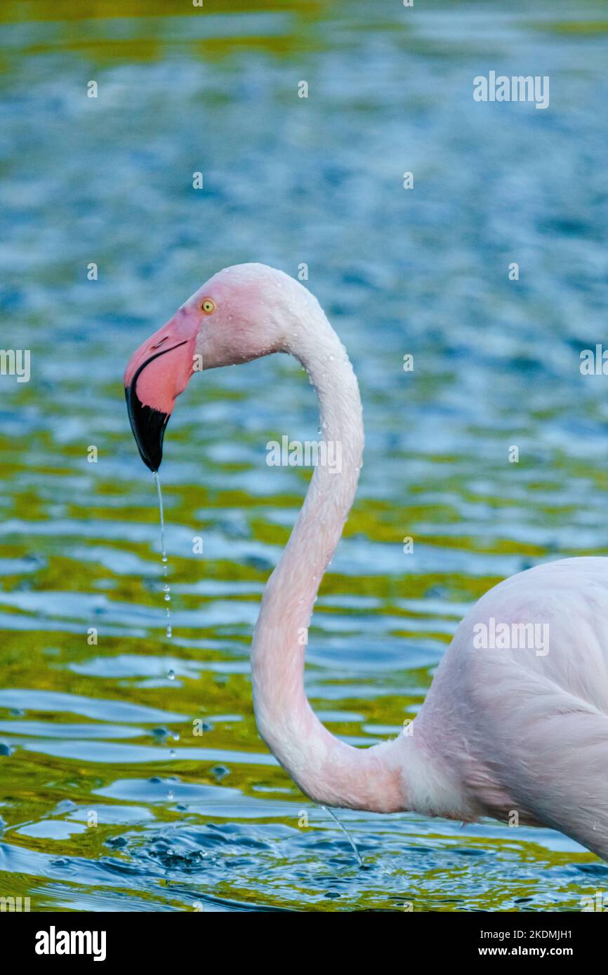 cute pink flamingo in water at park Stock Photo - Alamy