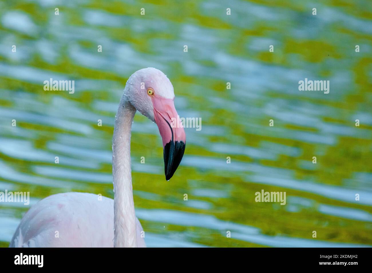 cute pink flamingo in water at park Stock Photo - Alamy