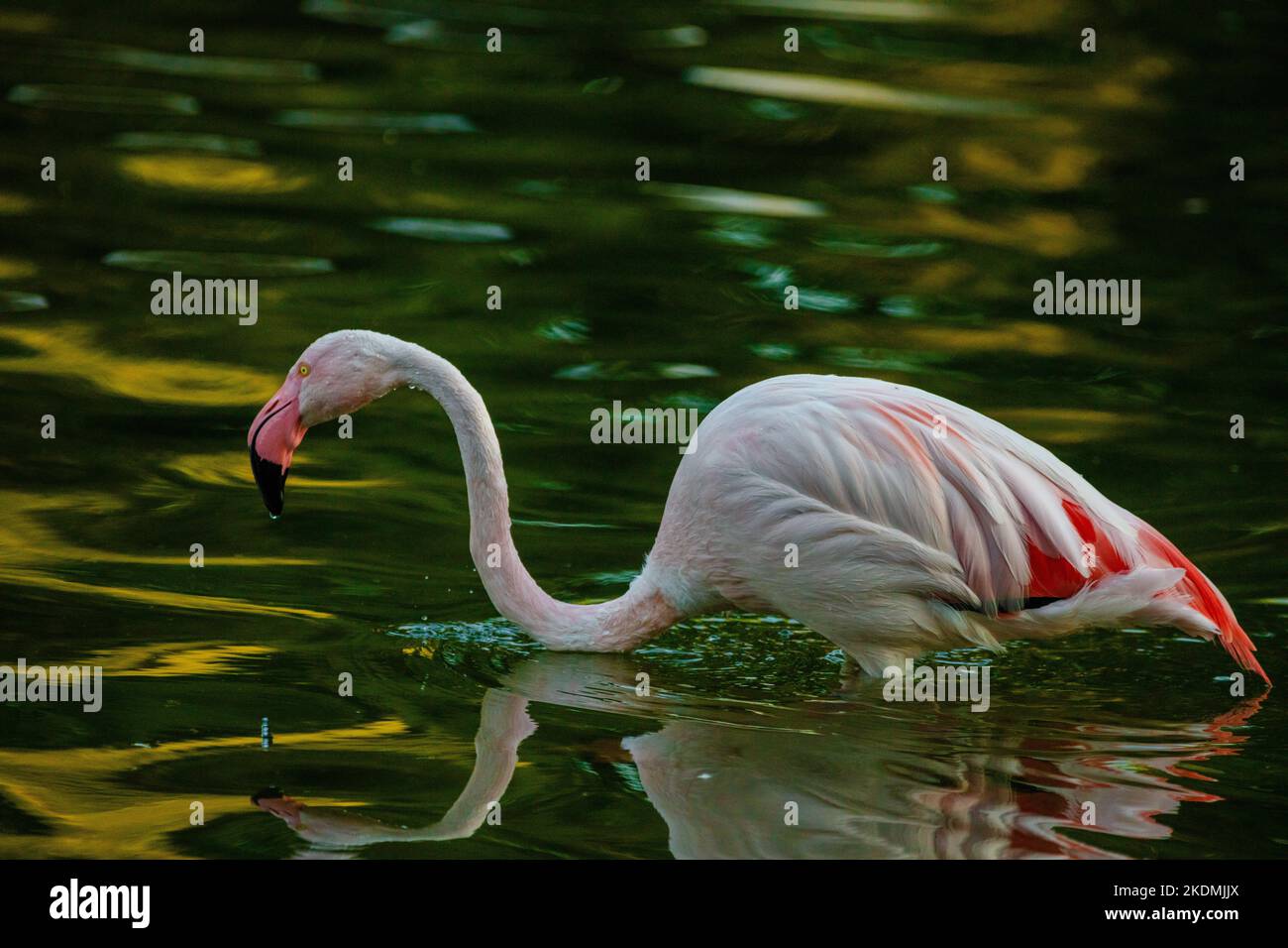 cute pink flamingo in water at park Stock Photo - Alamy