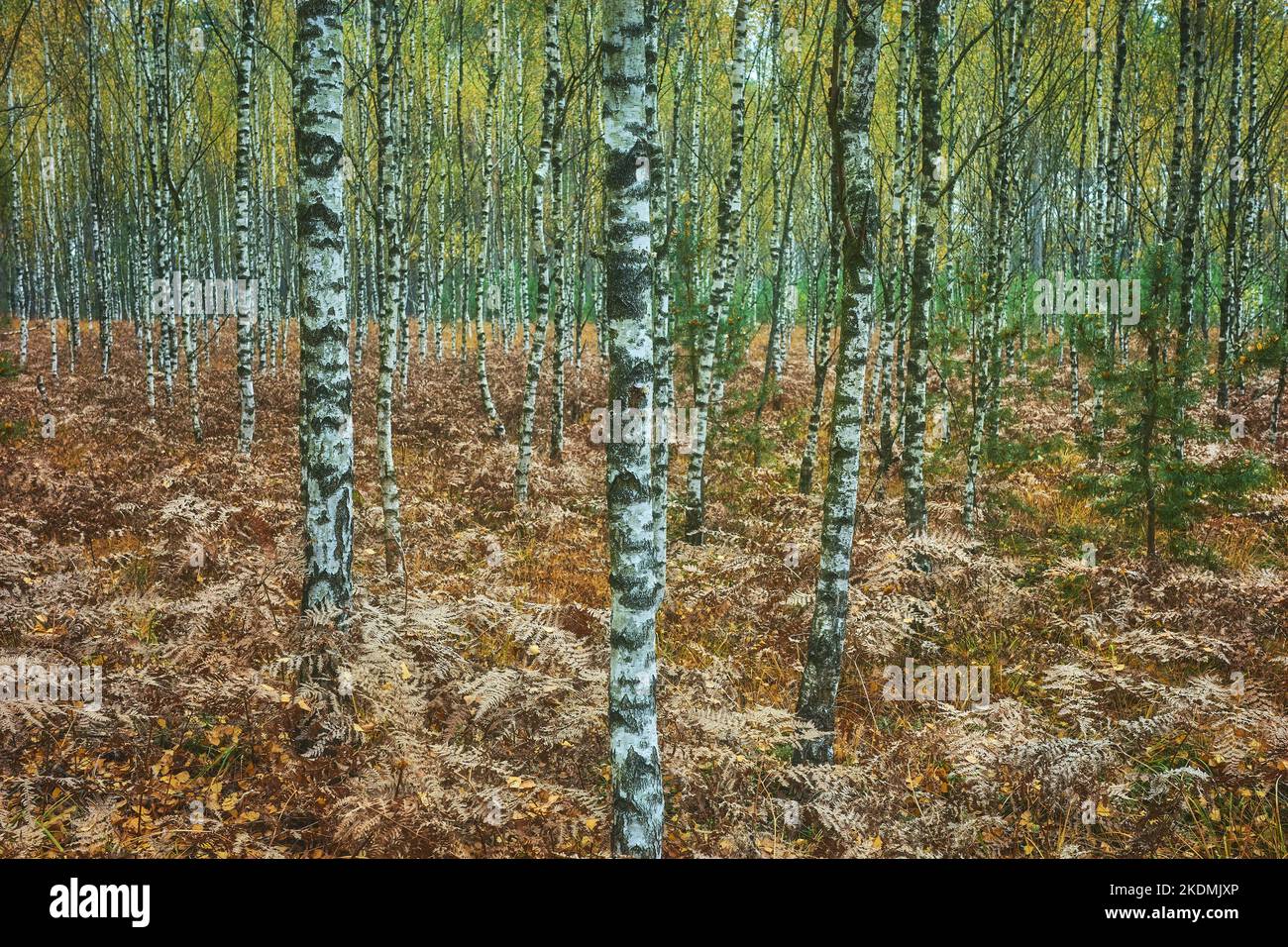 Picture of a birch grove, color toning applied Stock Photo - Alamy