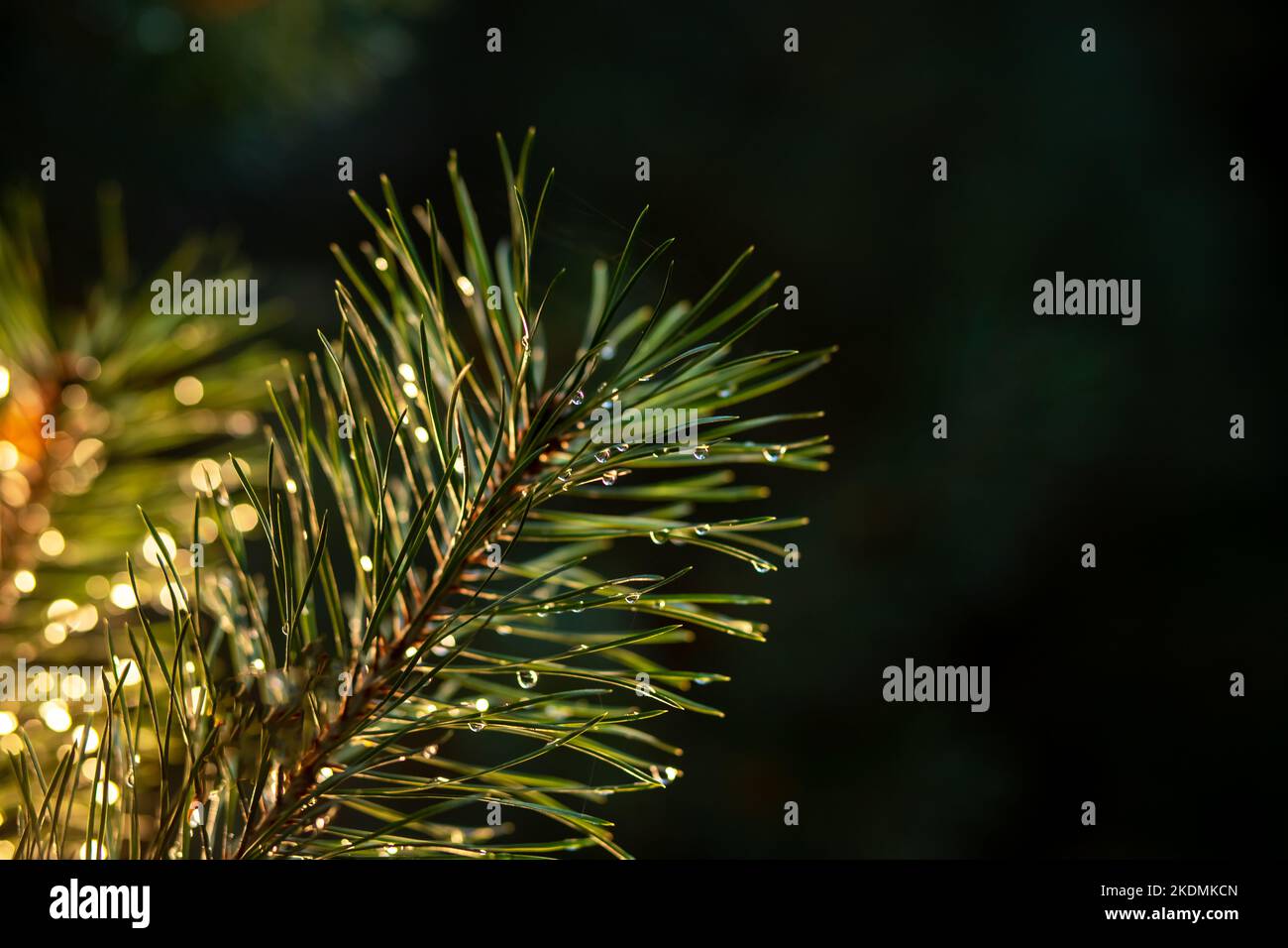 Fir tree branch closeup. Green needles and lights on black dark ...