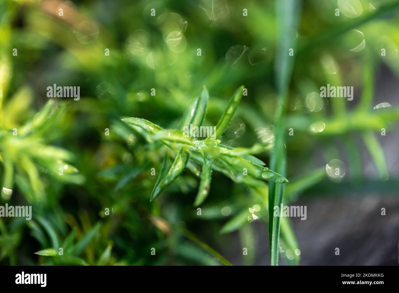 Macro shot, juicy green grass in the forest Stock Photo - Alamy