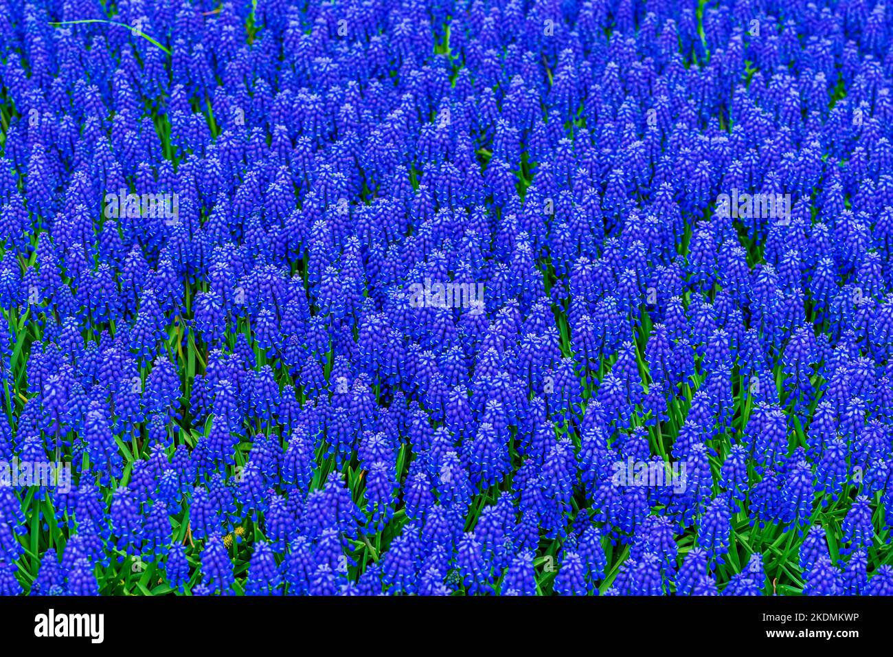Field of Purple Blue Grape Hyacinth close-up, top view. Colorful summer ...