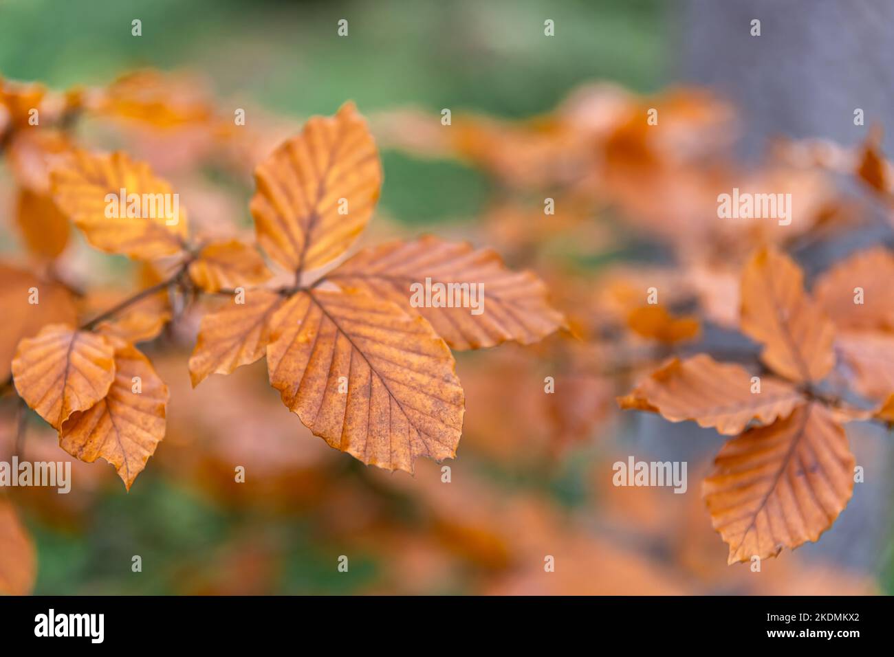 Yellow autumn leaves on a tree in the forest, macro shot Stock Photo ...