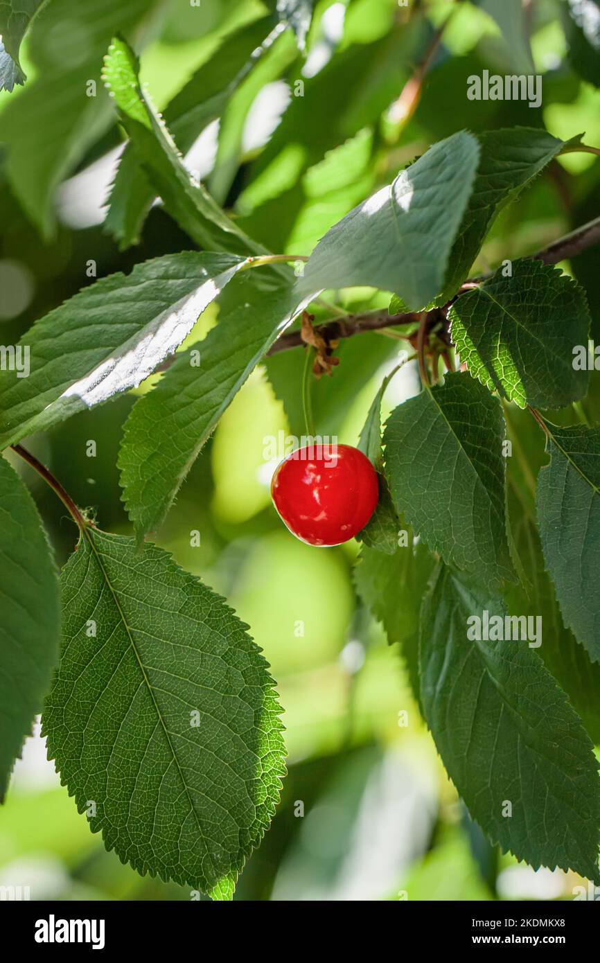 One ripe cherry berry on greenery of branches close-up. Colorful ...