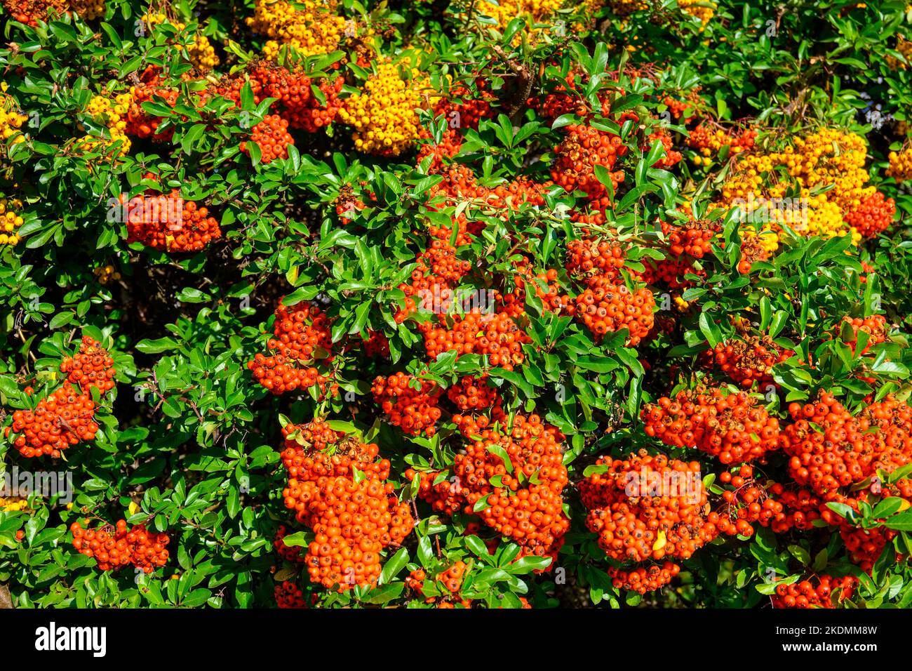 A rowan shrub (sorbus aucuparia) with ripe yellow and orange rowan ...