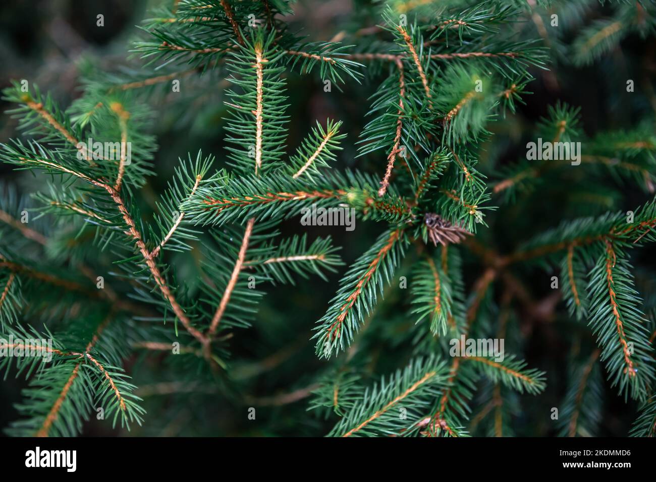 Christmas tree branches in the forest close-up, natural background ...
