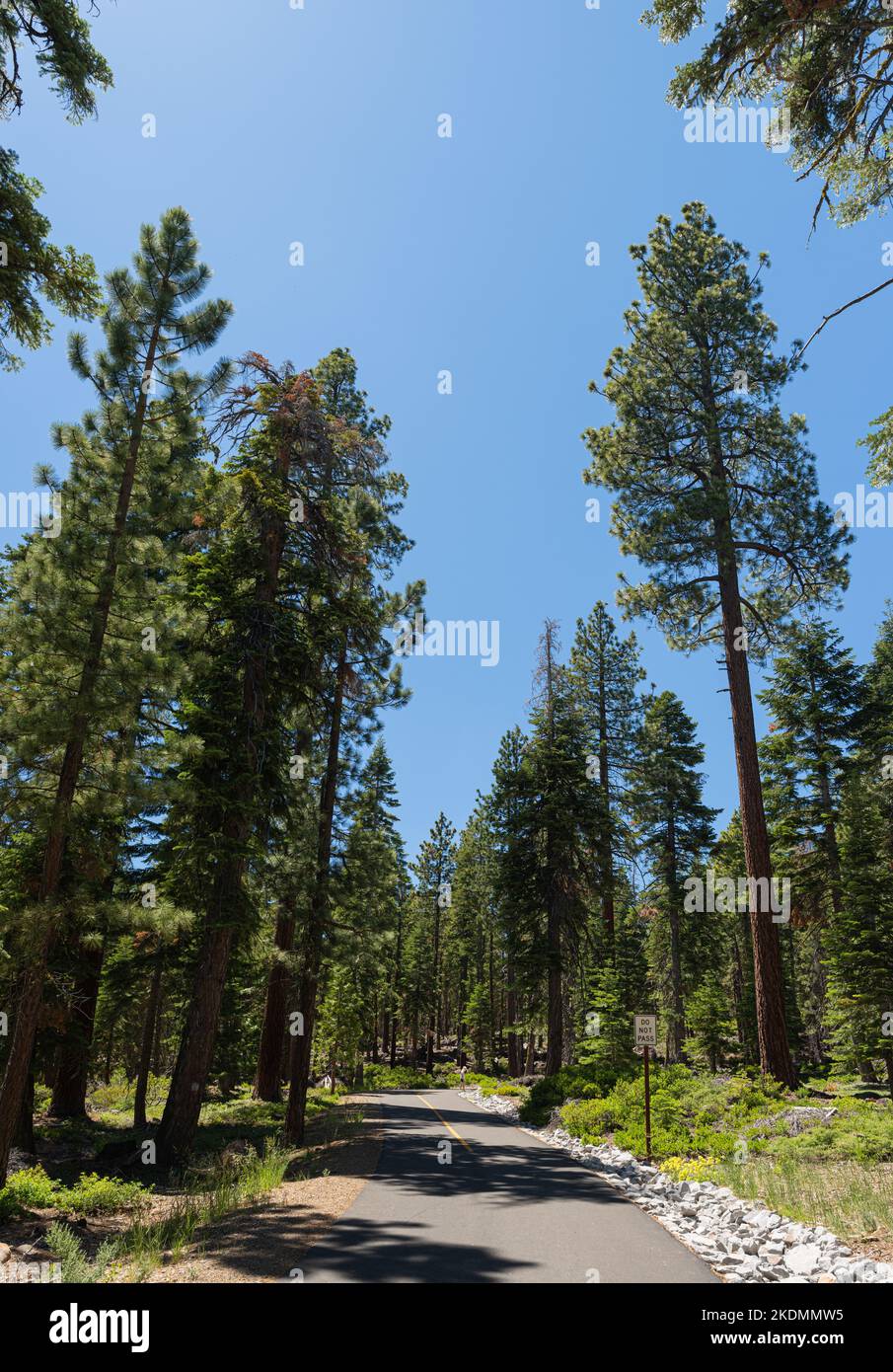 Tall green pine trees overhang a Sierra Nevada walking path in ...
