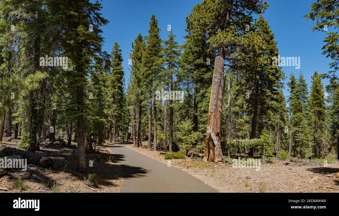 Tall green pine trees stand alongside the path in the Sierra Nevada ...