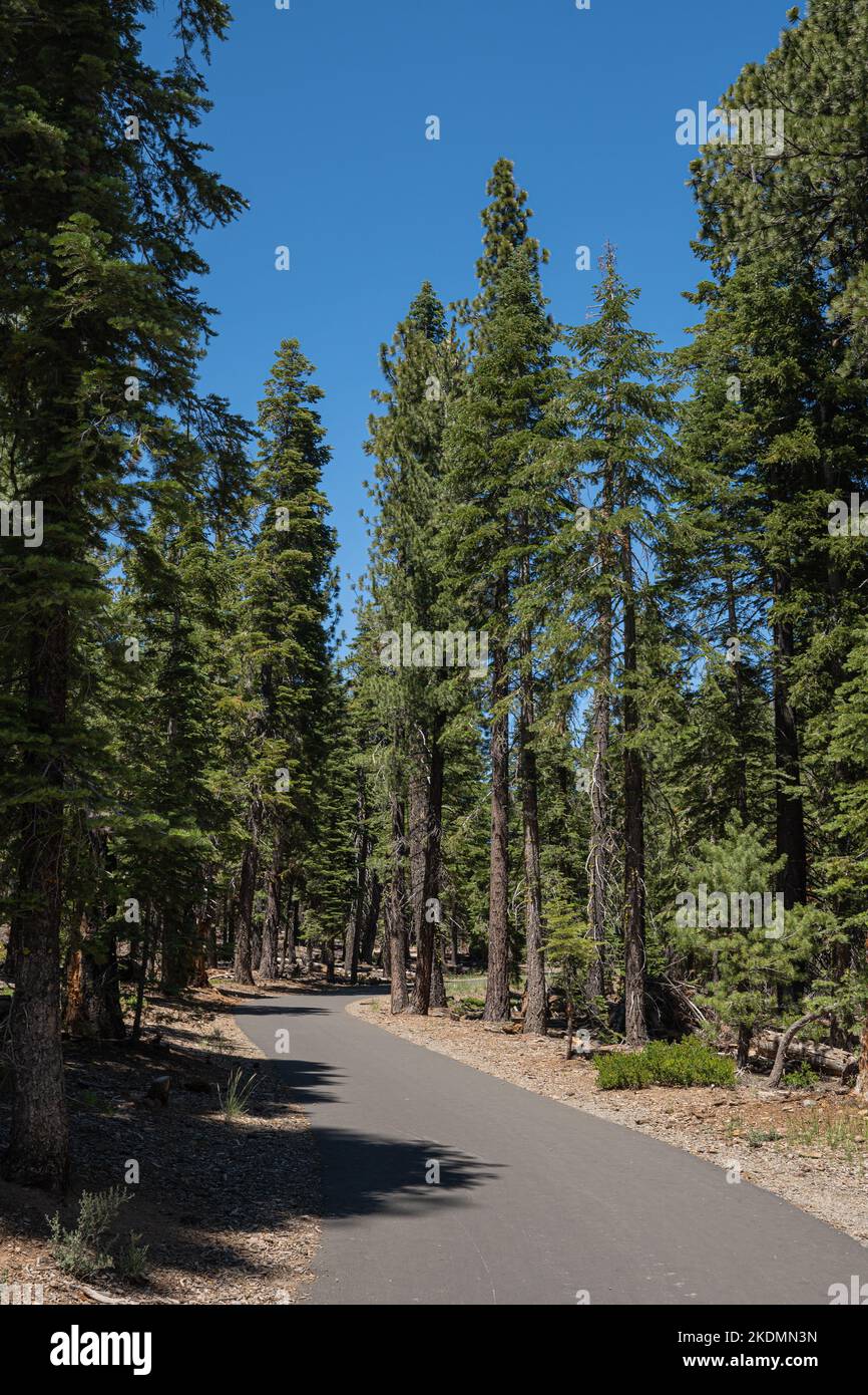 Asphalt path in forest biking hi-res stock photography and images - Alamy