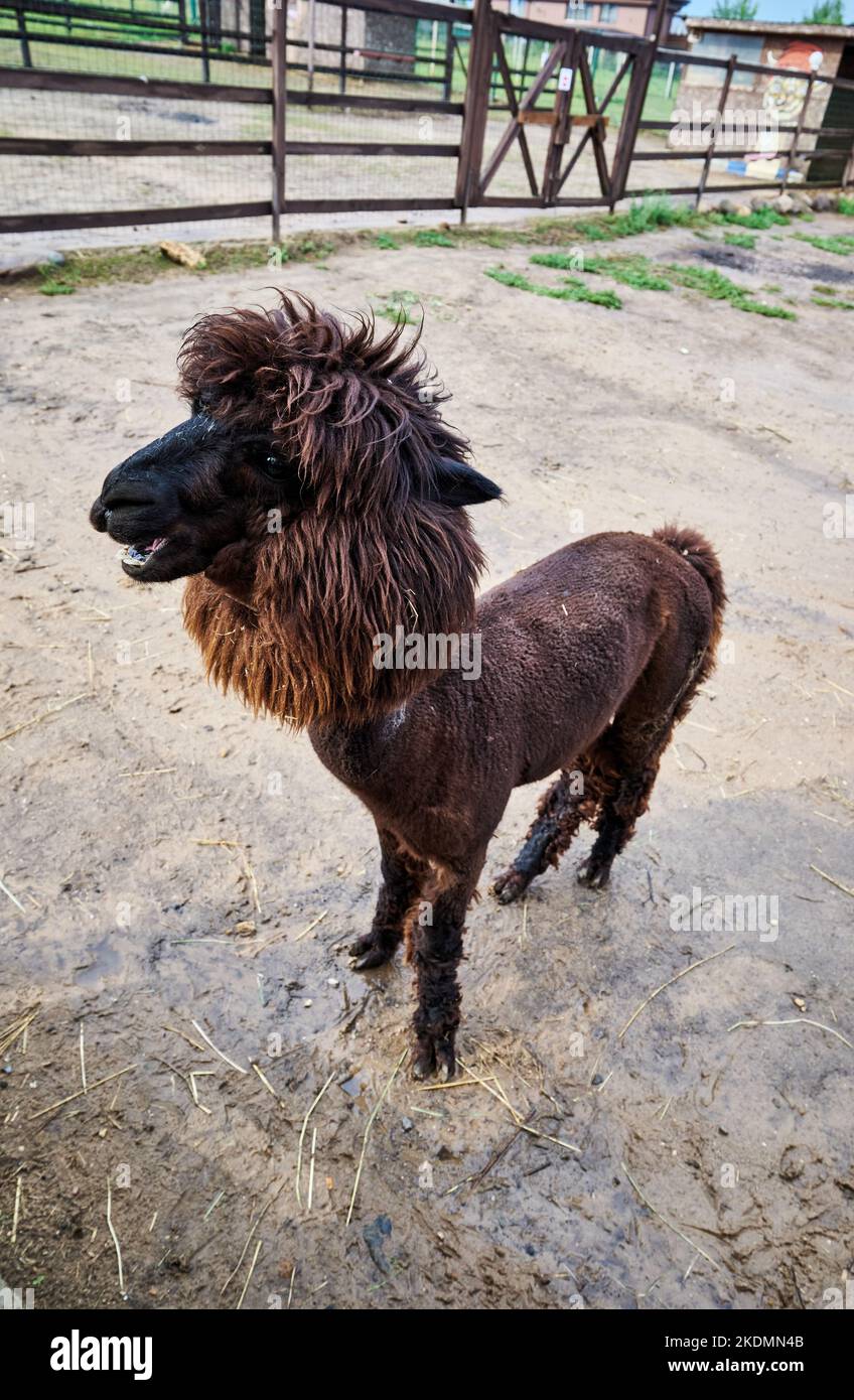 Cute brown hairy alpaca in full height on the farm Stock Photo - Alamy