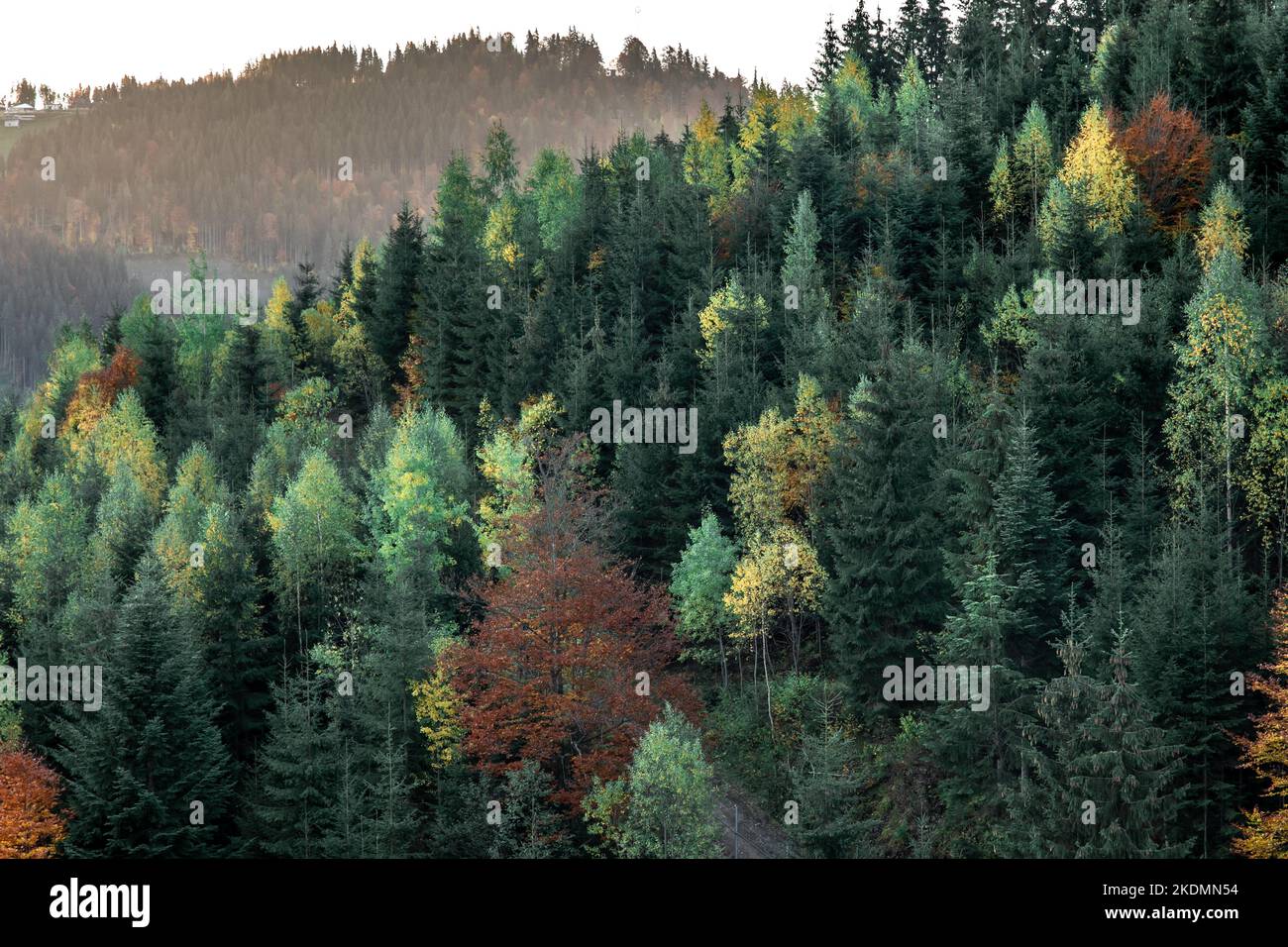 Coniferous forest in the mountains, natural background Stock Photo - Alamy