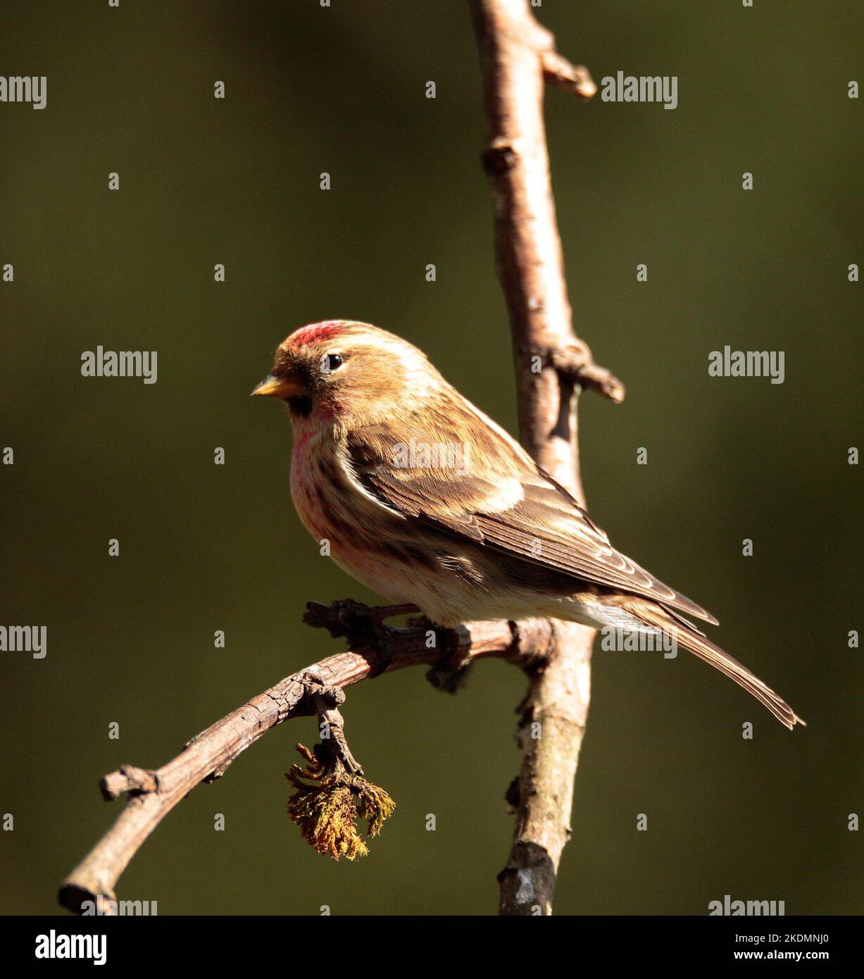 Redpoll uk seeds hi-res stock photography and images - Alamy