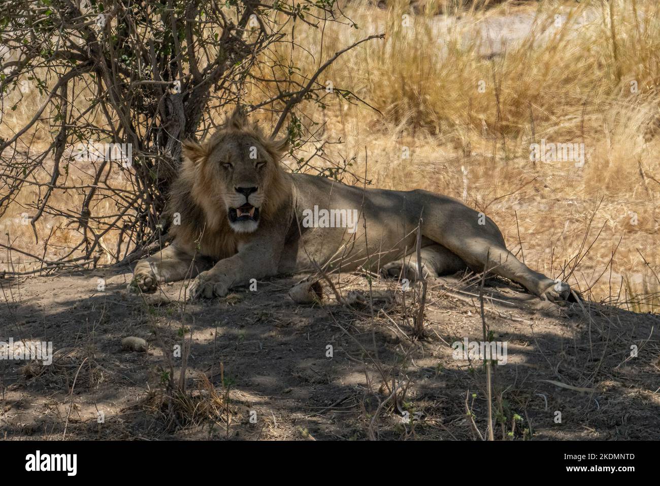 A male lion finds refuge from the heat of the african dry season in the ...